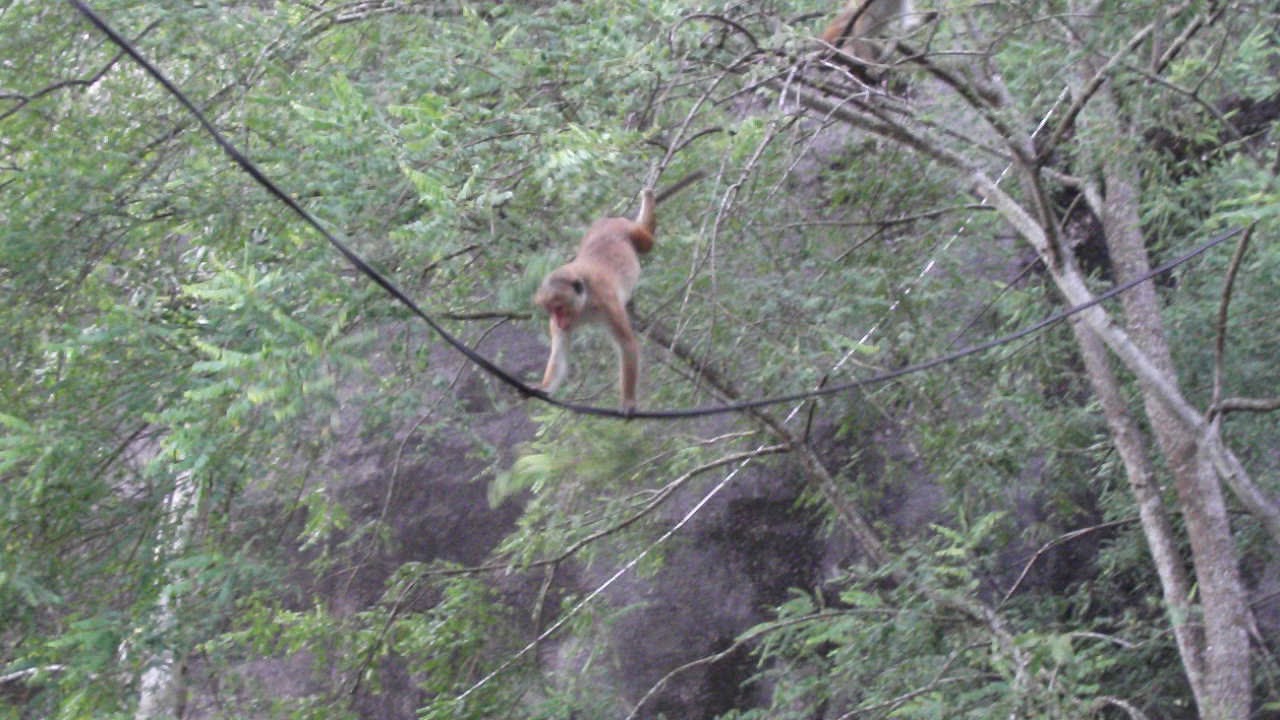 Monkey Zipline - YouTube