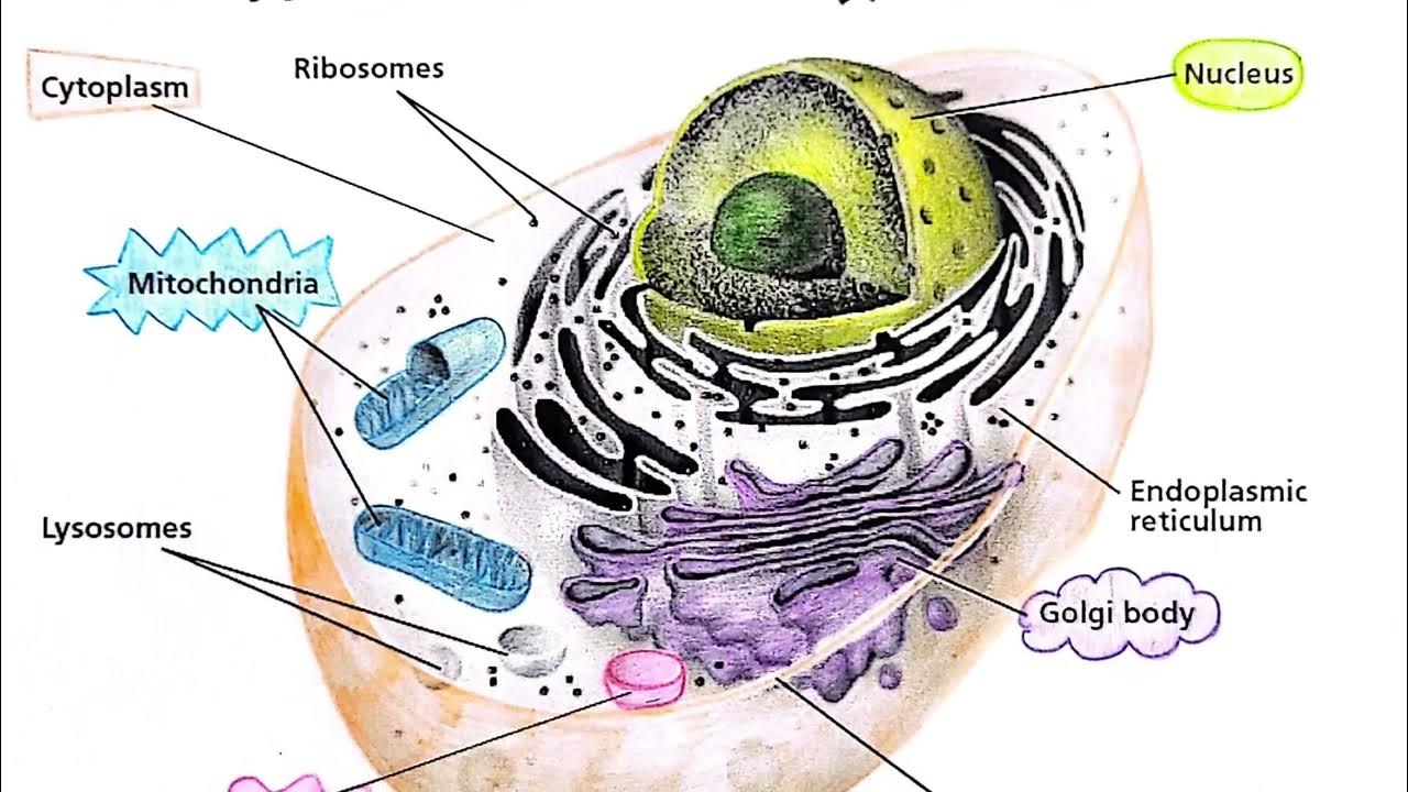 Cycle 1 Week 3 Science Animal Cell - YouTube
