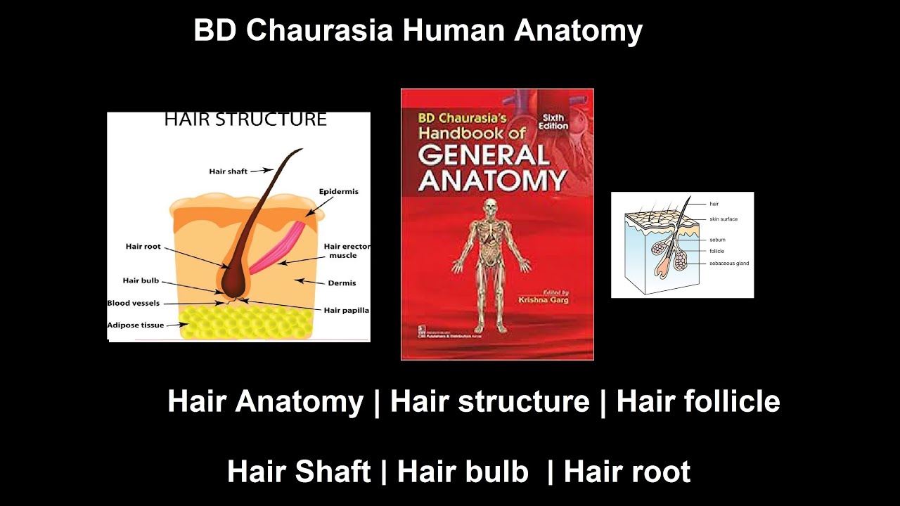 Hair Anatomy | Hair structure | Hair follicle | Hair Shaft | Hair bulb ...