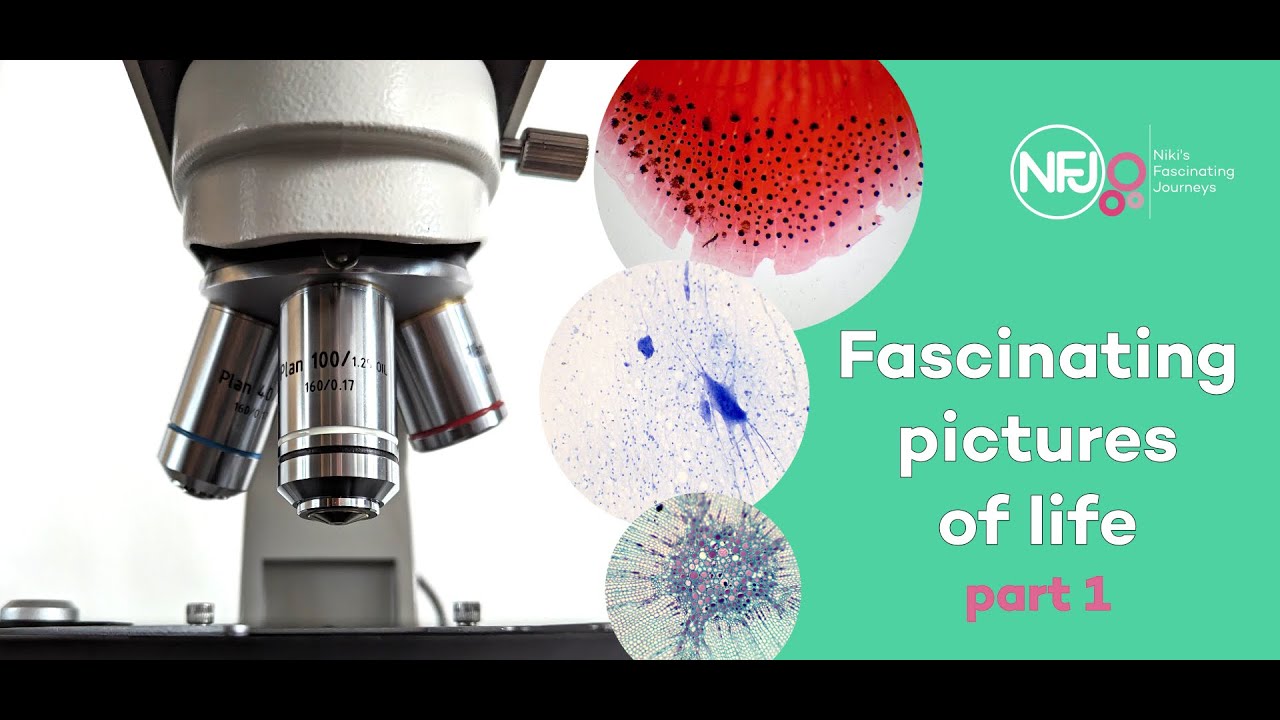 Fascinating pictures of life (under the microscope) - part 1🐷🌲🐠 - YouTube