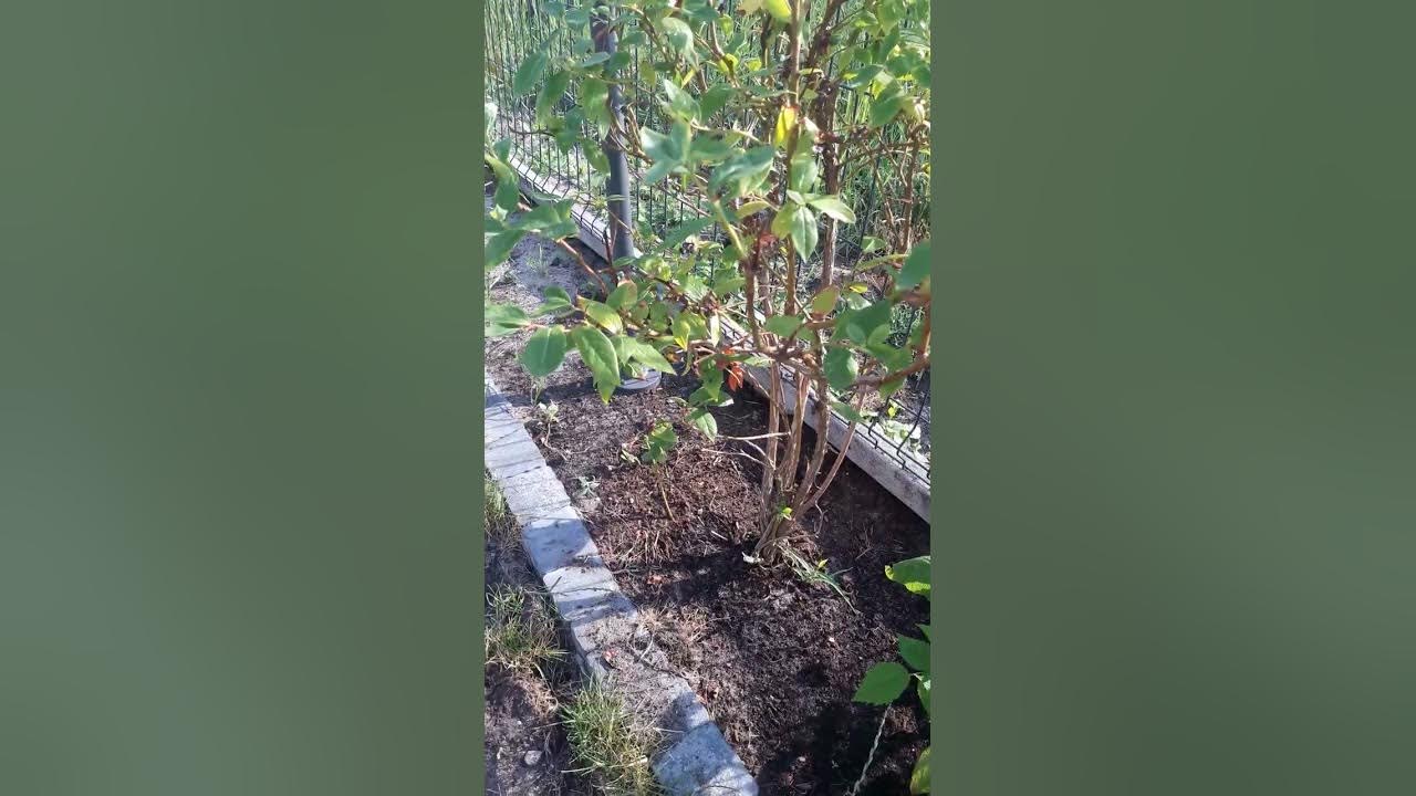 różne owocki - YouTube