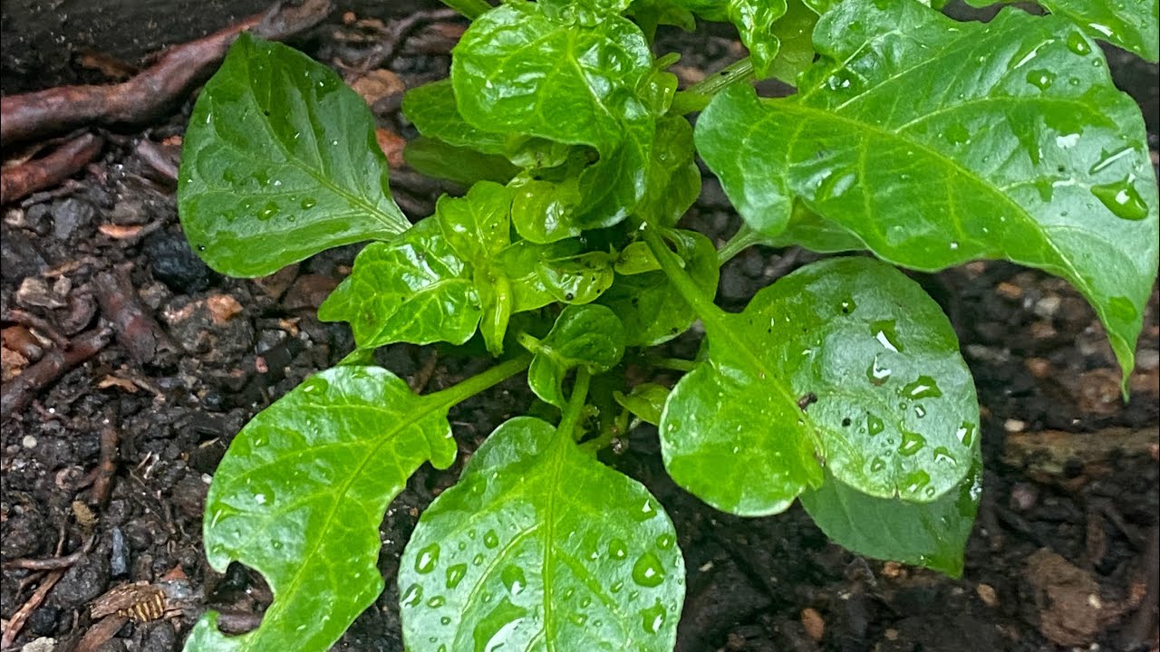 Como pulverizar os pés de pimenta #adubo #pimentas #plantas #natureza # ...