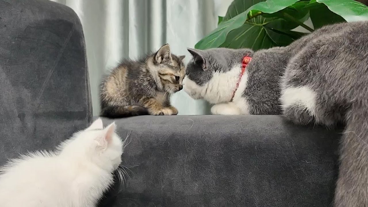 Cat brother and sister love their kittens very much!Cute and funny ...