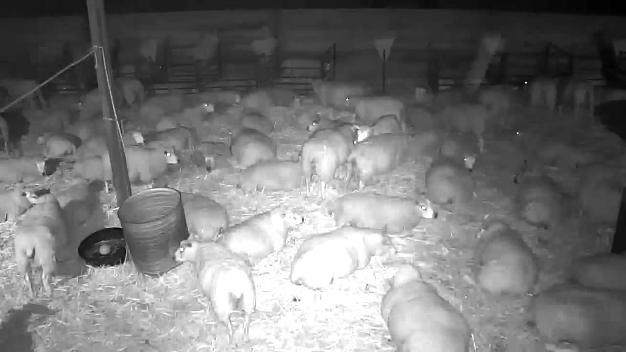 Late night infra red camera check on lambing shed - YouTube