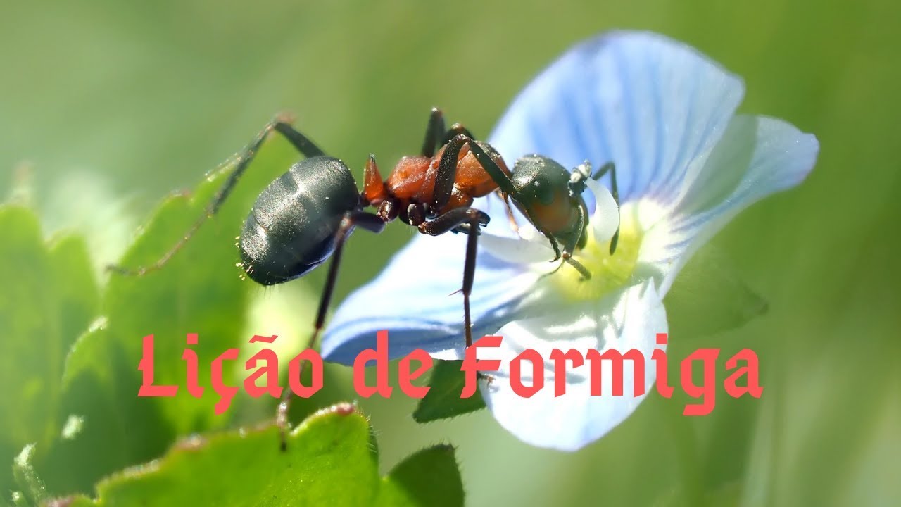Lição de Formiga-reflexão-o que podemos aprender com elas - YouTube