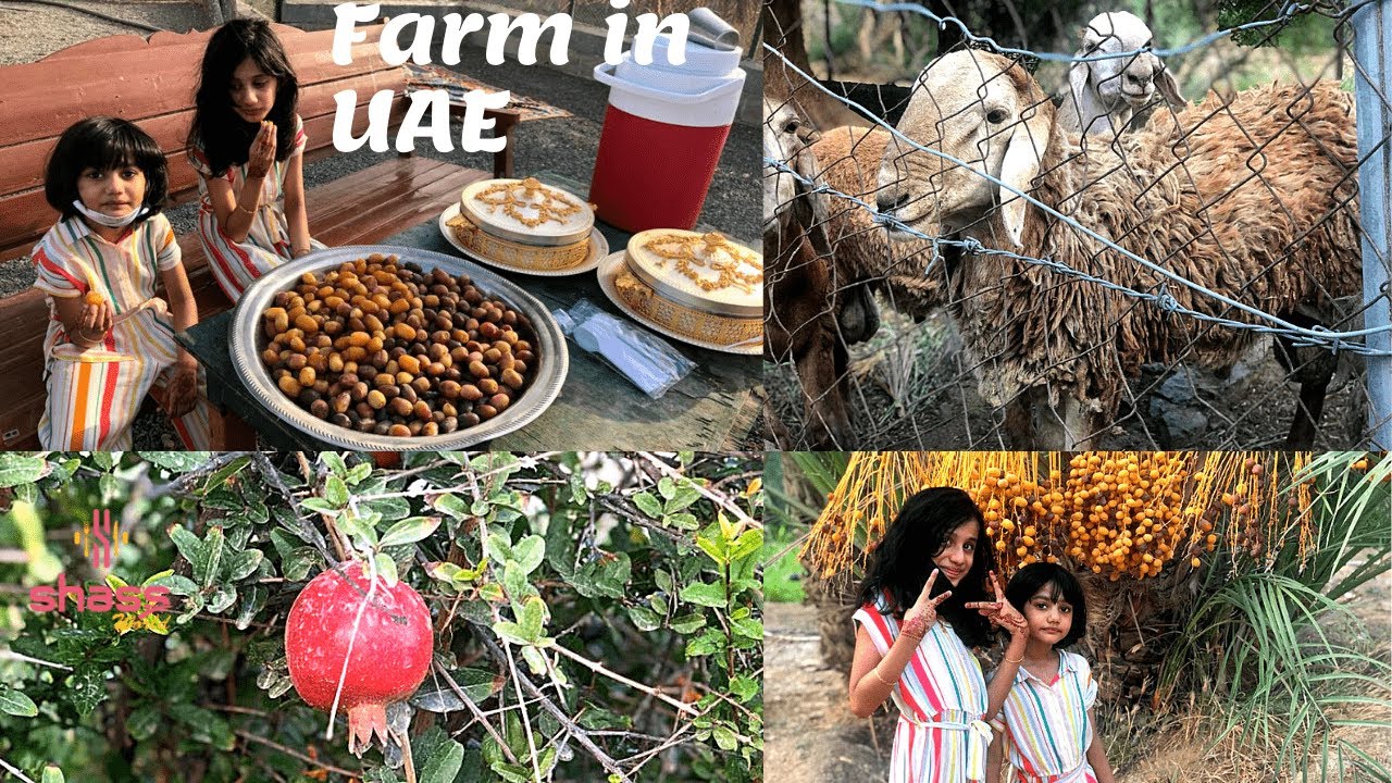 Farm In UAE | Ras Al Khaimah Farm | Mangrove Centre Kalba | Dubai ...