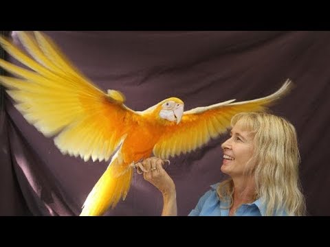LUTINO MUTATION MACAW WITH CHICKS (2018) - YouTube