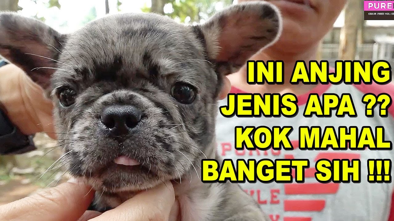 INI JENIS ANJING APA? KOK MAHAL BANGET SIH !!! - YouTube