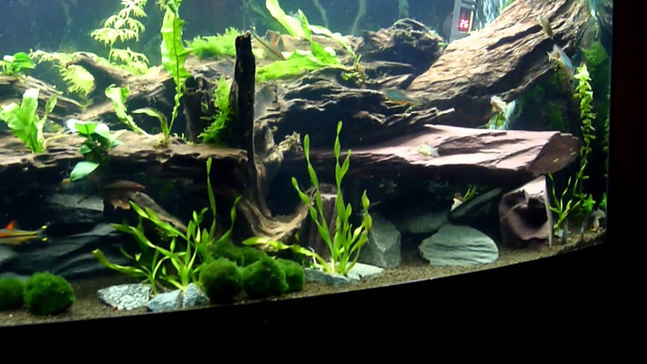 260l tank showing L270 Hypancistrus Chocolate Zebra - YouTube