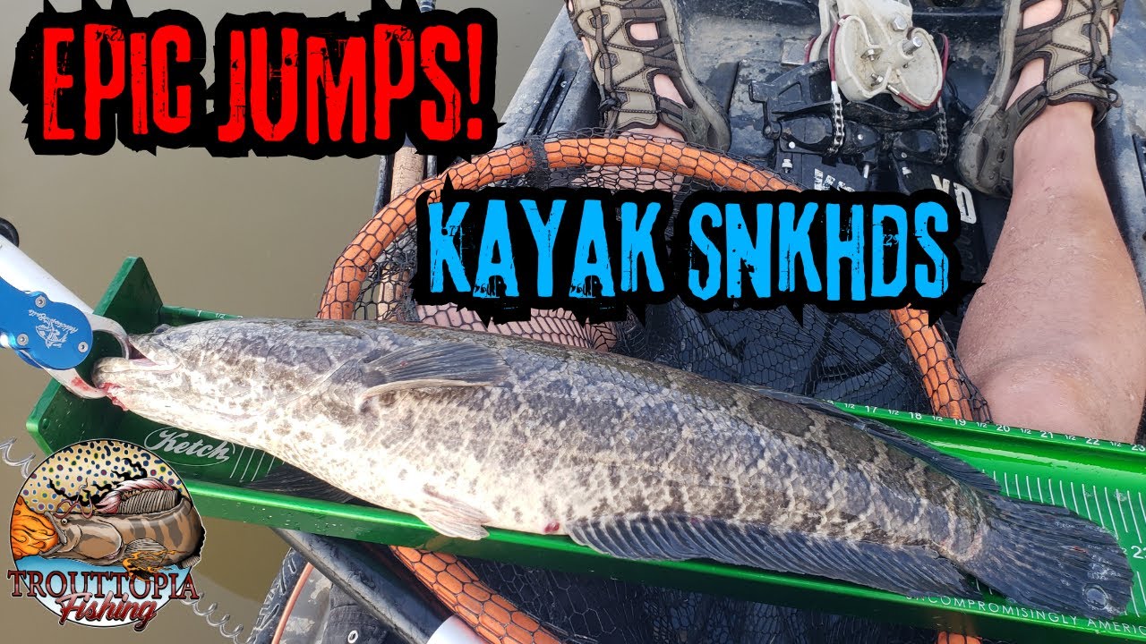 Pre-Spawn Swimbait Bite 2025! (Upper Chesapeake Snakehead Fishing) - YouTube