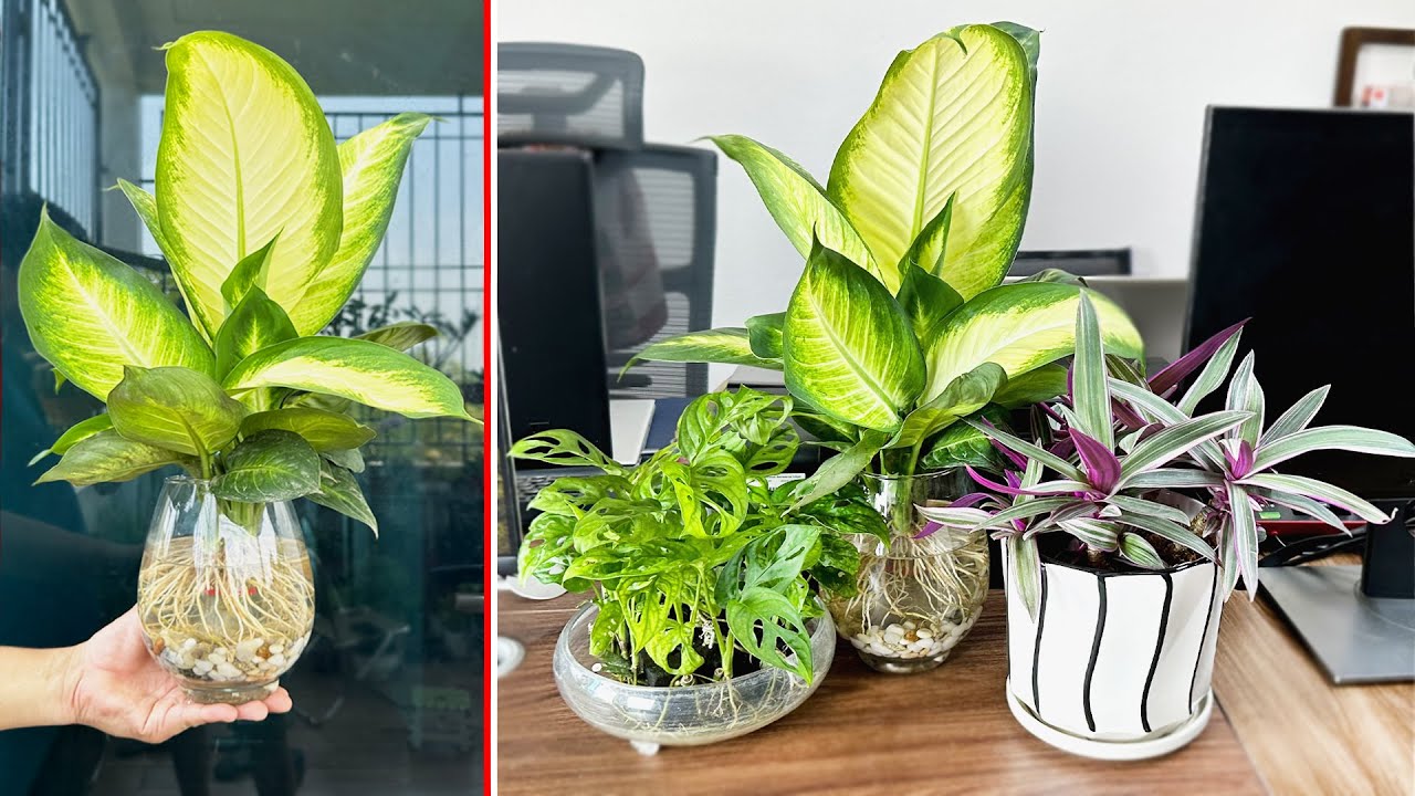 Many people love Growing Araceae in water. Plants that live well in the ...
