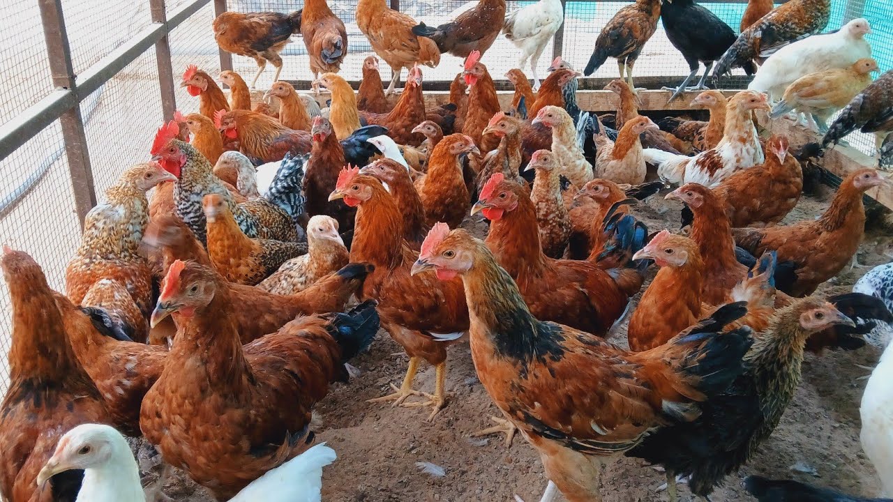 golden misri murgi farming || golden misri hen farming || golden misri ...