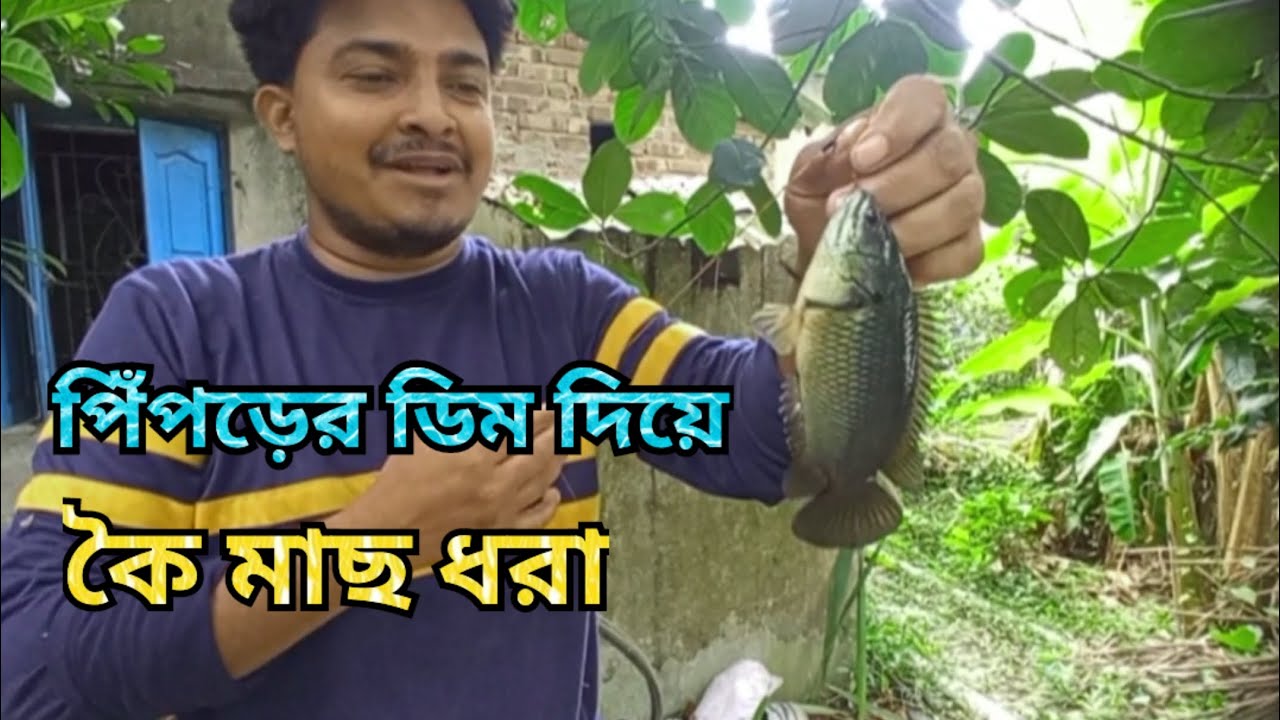 পিঁপড়ের ডিম দিয়ে কৈ মাছ ধরা // Koi mach dhora / Hook fishing - YouTube