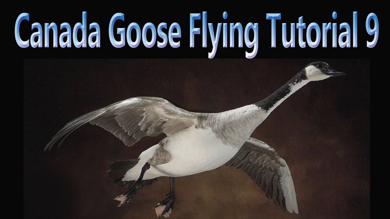Canada Goose Taxidermy... Tutorial Part 9... Art of Taxidermy. - YouTube