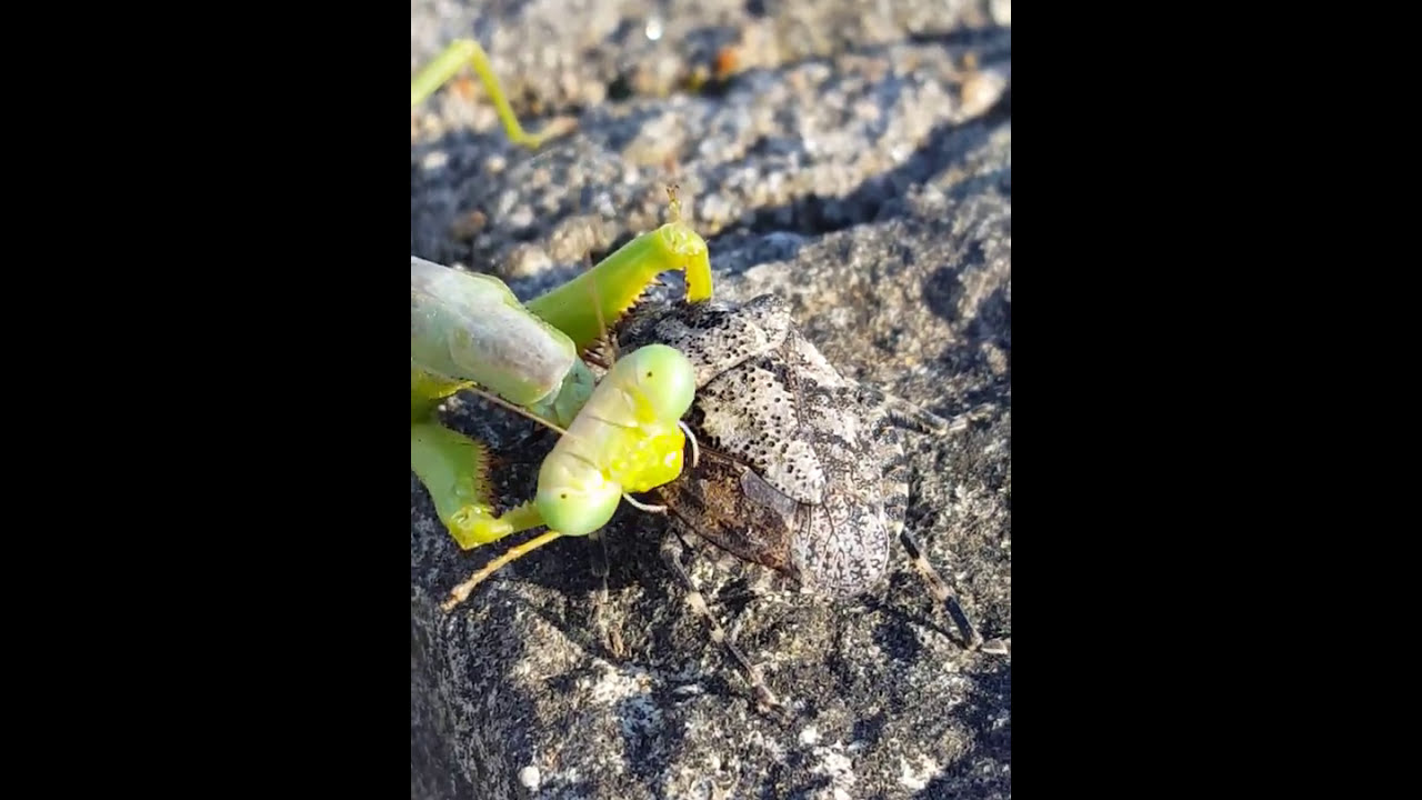 Praying Mantis eating a live Beetle! - YouTube