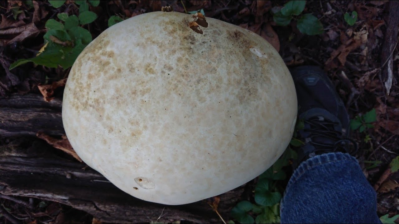 Giant Puffball Mushroom in the Woods of Illinois - YouTube