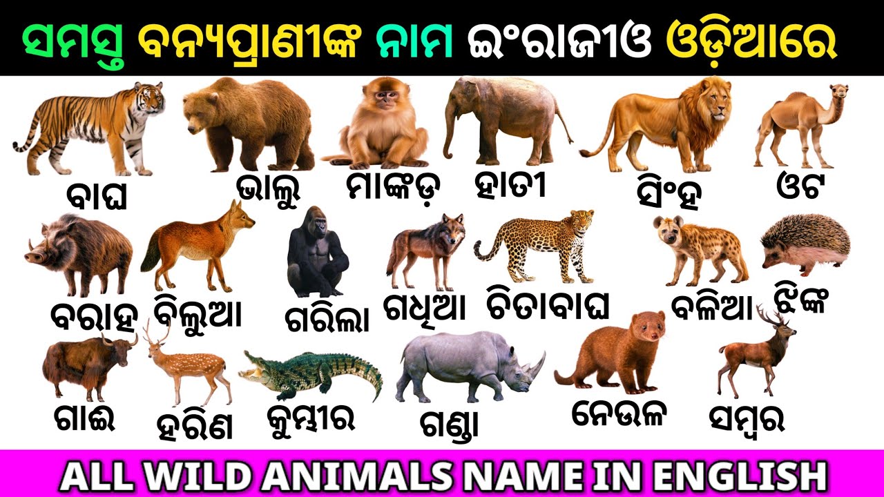 All animal name in english & odia//Animal name with images//Animal ...