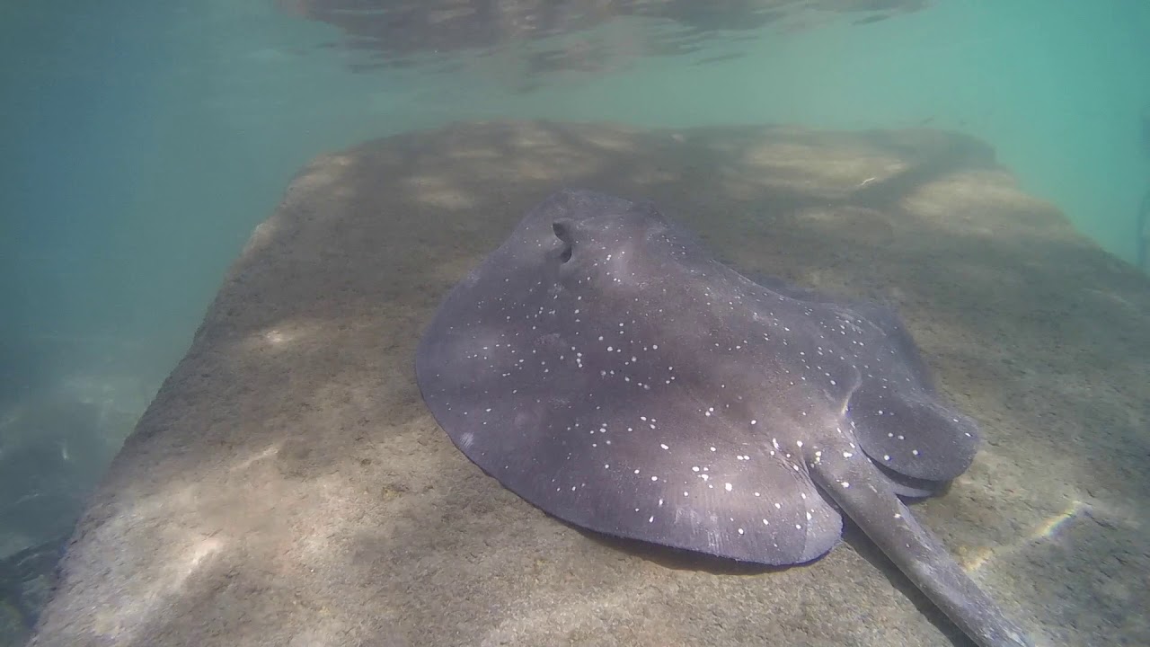 Mangrove Whipray (Himantura granulata) emitting a clasping sound - YouTube