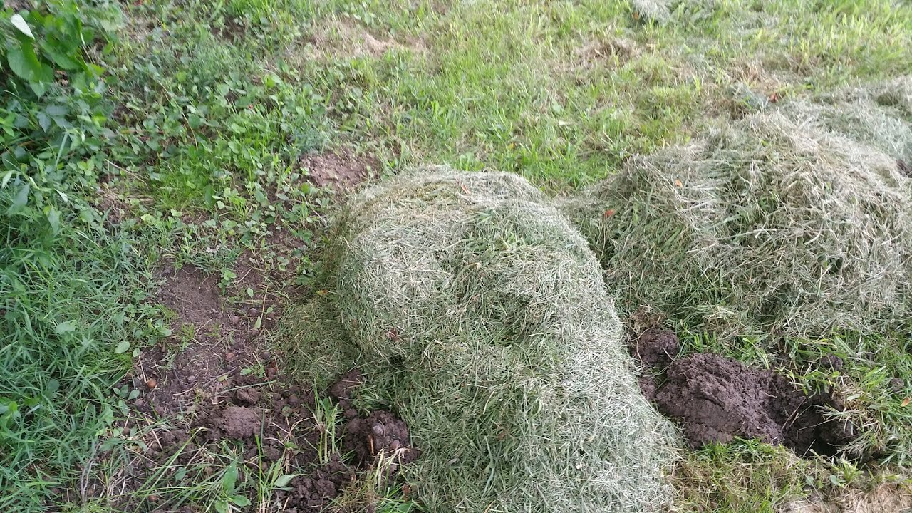 building a living hedgerow "fence" - YouTube