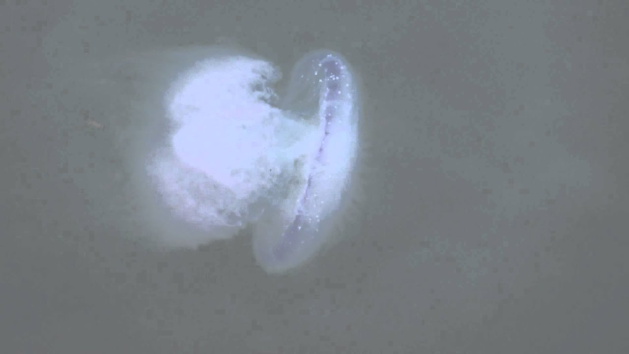 Lobonema smithi Mayer, Darwin, NT, Australia Mar2012 - YouTube