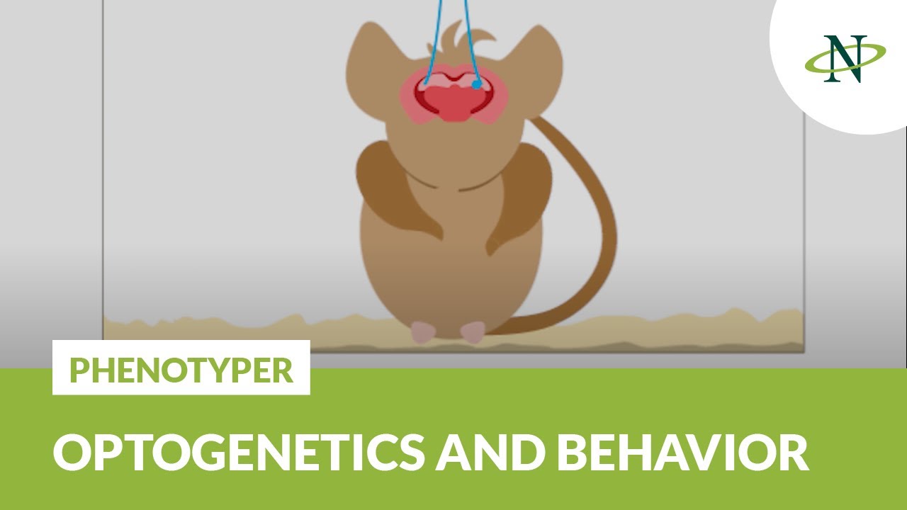 Phenotyper - Optogenetics and Behavior | Noldus Product Demo - YouTube