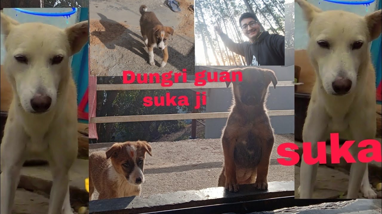 ye ky ho gya bhai 🥺🥺🥺 suka don ko - YouTube