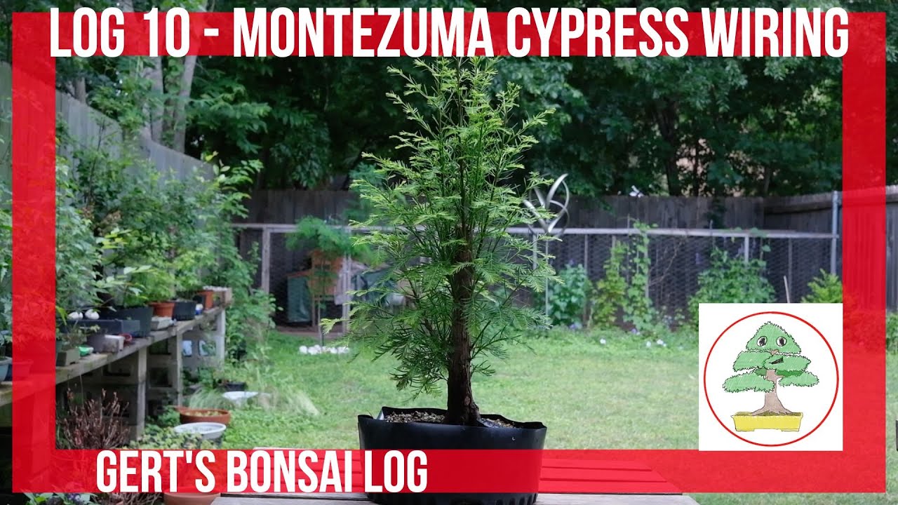 Bonsai Log - 10 - Montezuma Cypress Initial Wiring - YouTube