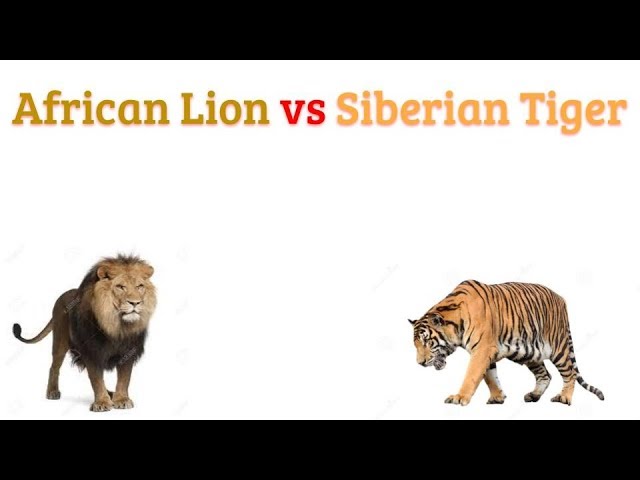 Siberian Tiger Vs African Lion