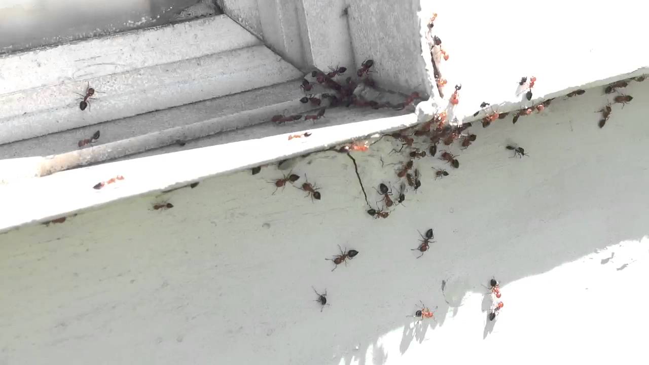 Acrobat ants swarming - YouTube