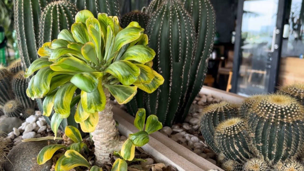 Beautiful cactus 01 - Multiple Cactus Combination - YouTube