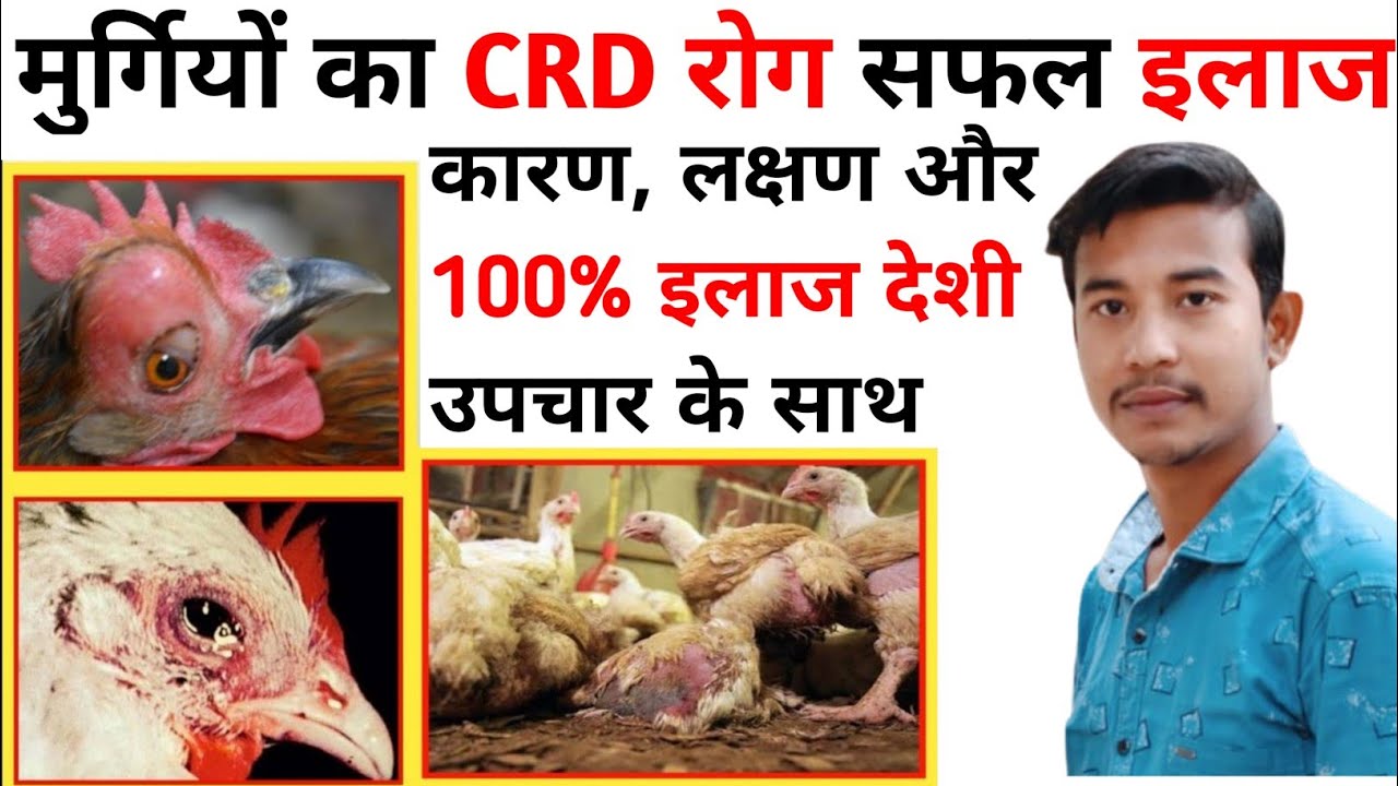 CRD disease in poultry | crd disease treatment|मुर्गियों में crd रोग के ...