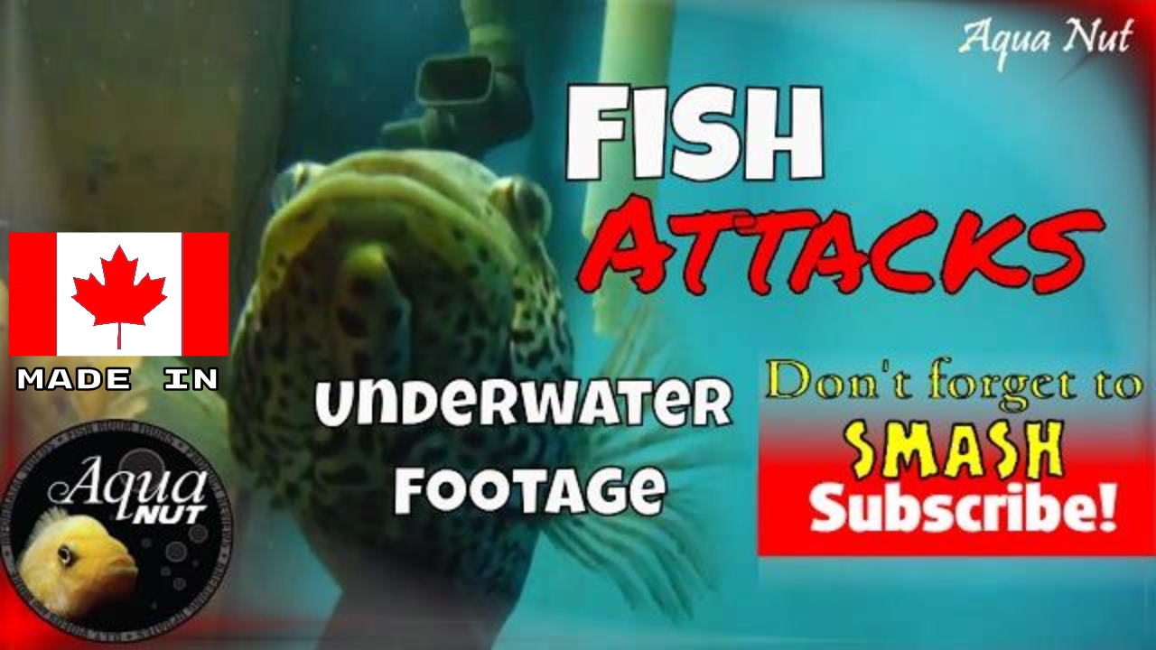 Monster Fish ATTACKS & Bites Fish Keeper 🐠 Underwater Aquarium Cam ...