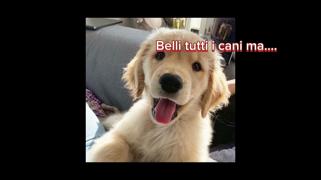 il cane pardo - YouTube