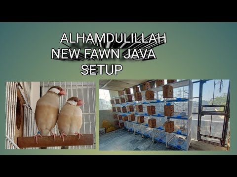 New fawn java setup - YouTube