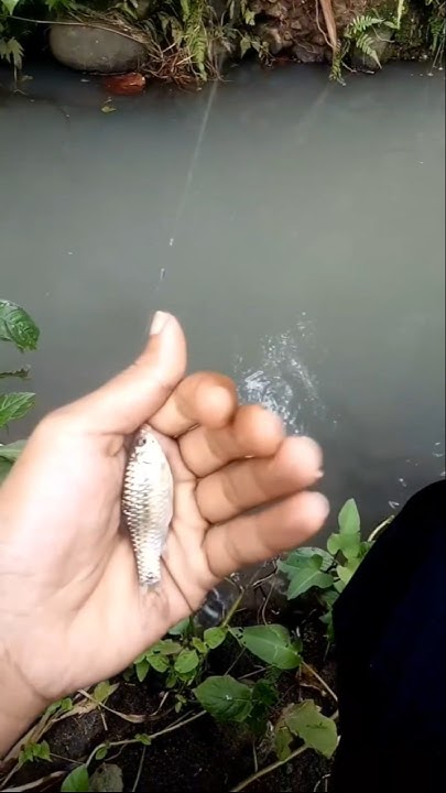 MANCING SAMBIL NGABUBURIT #microfishing #mancingwader #mancinguceng #mancingliar #ngabuburit ...