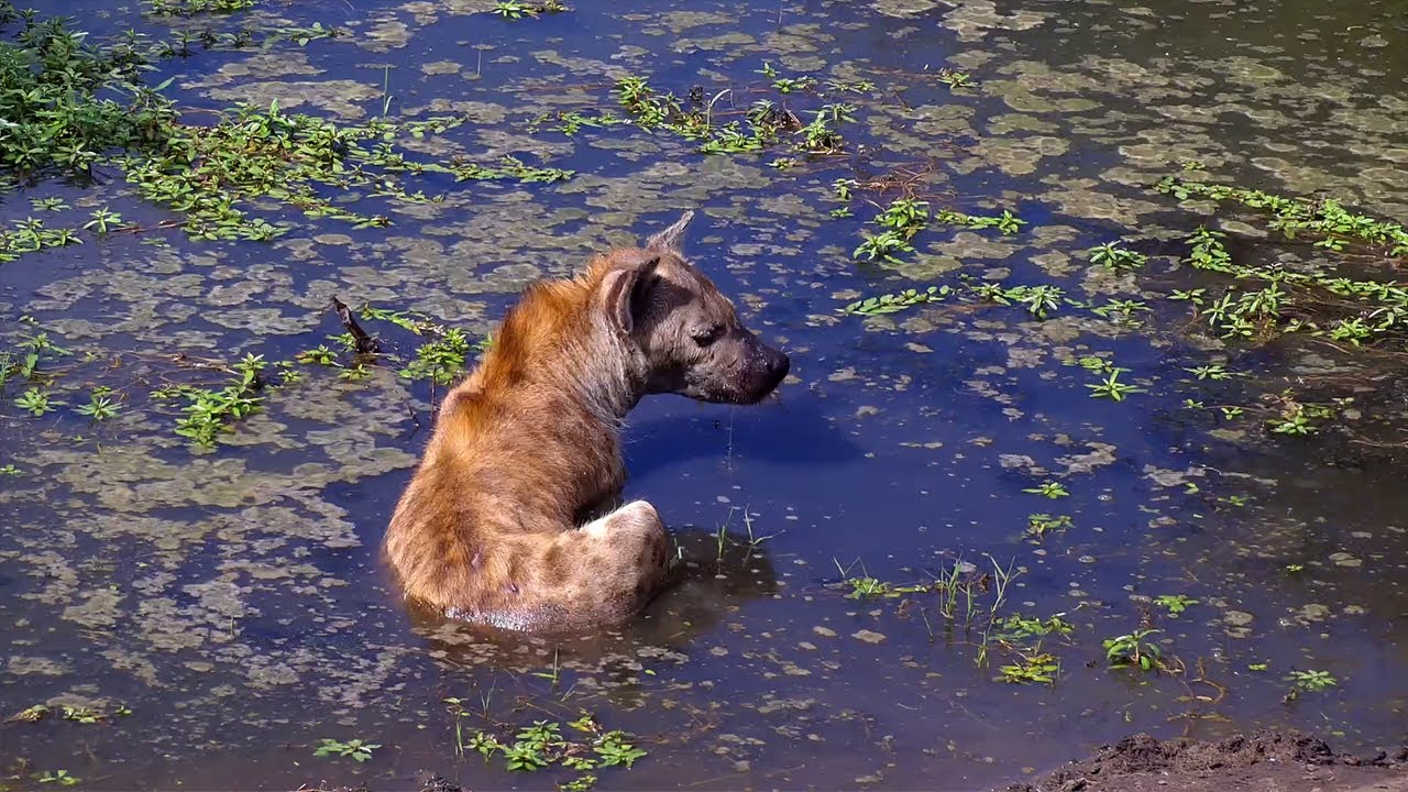 Hyena Bath Time - YouTube