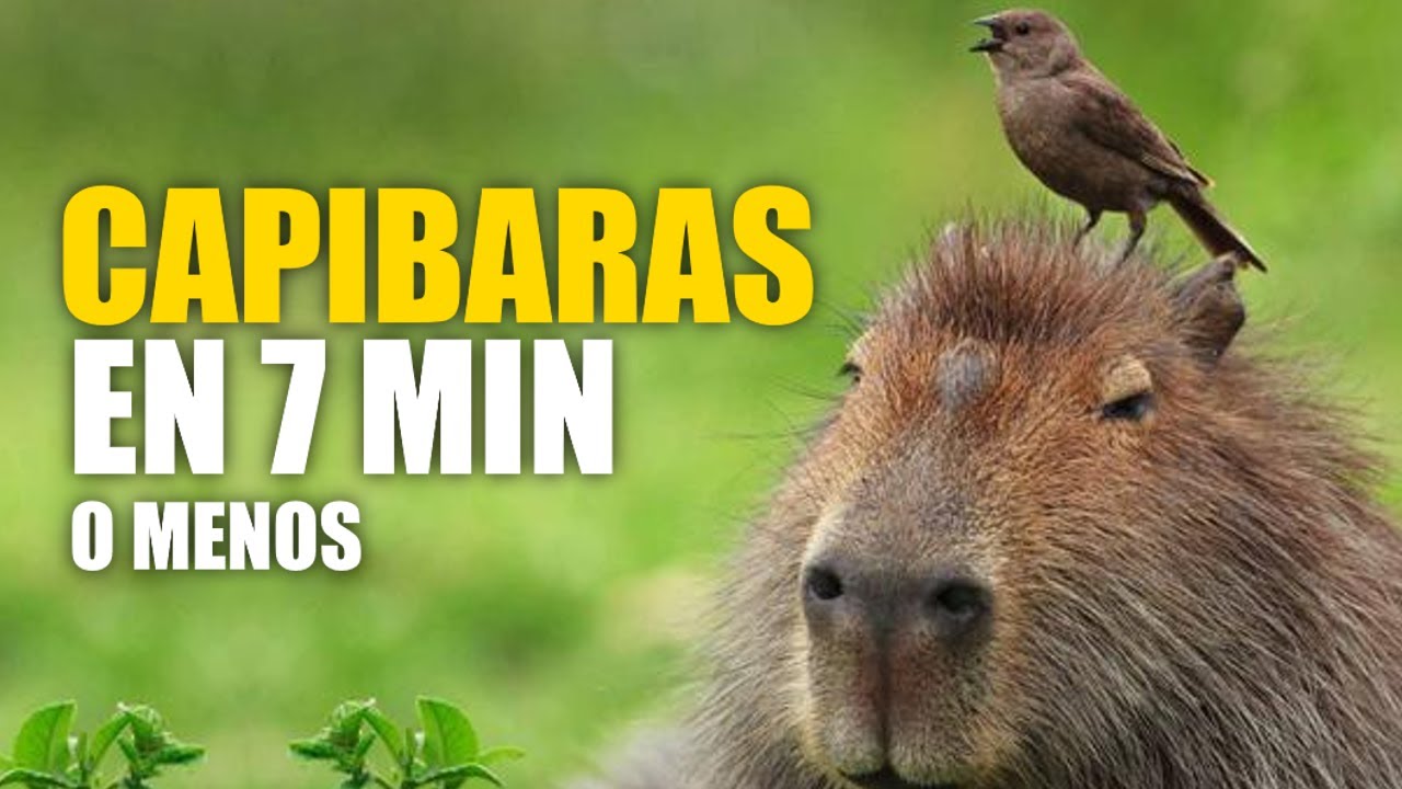¡Todo lo que Debes Saber sobre las Capíbaras en 8 MINUTOS! - YouTube