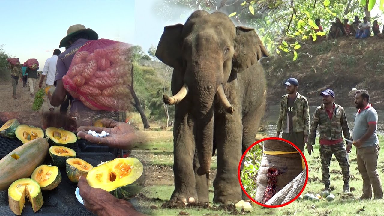 The wildlife officials gave all the medicines to this majestic elephant ...