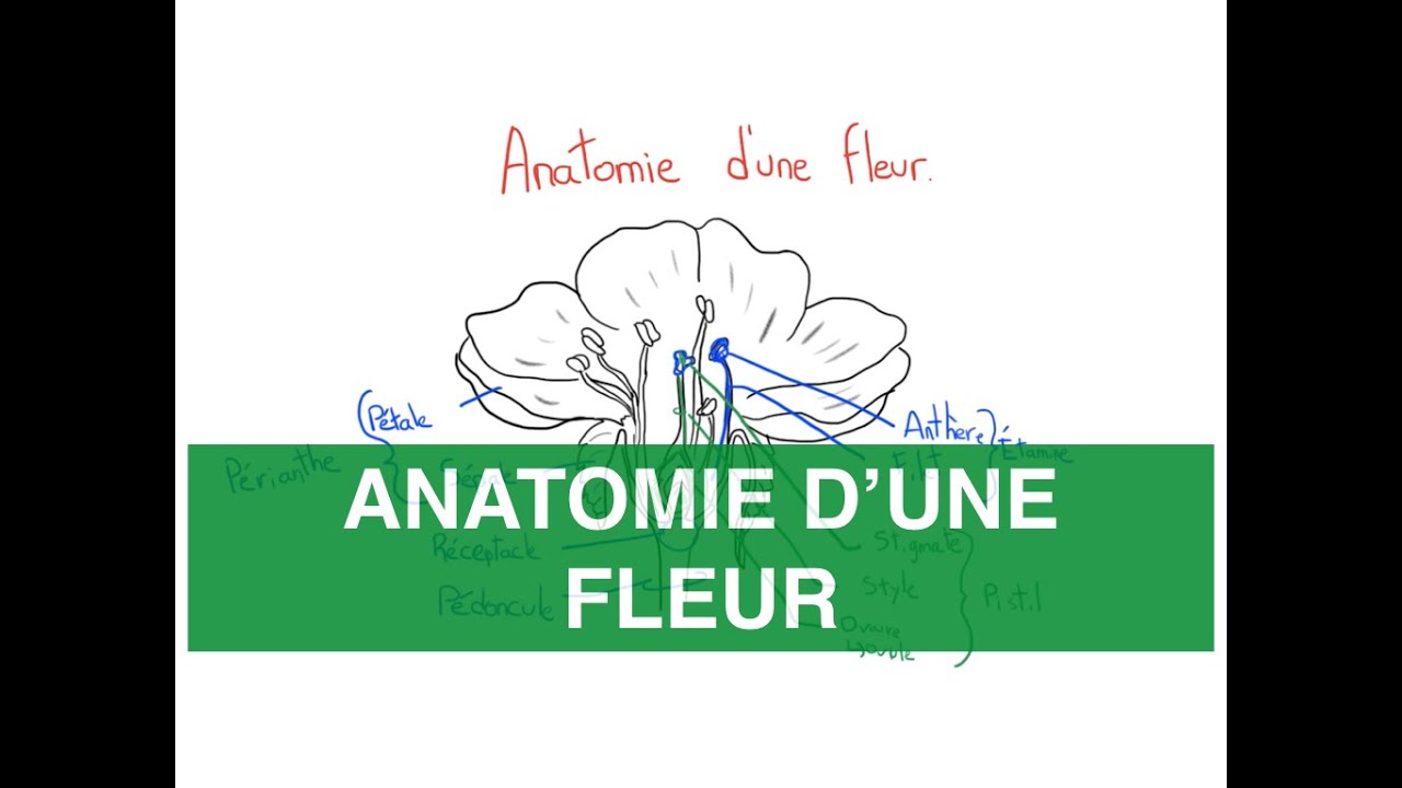 Anatomie d'une fleur - YouTube