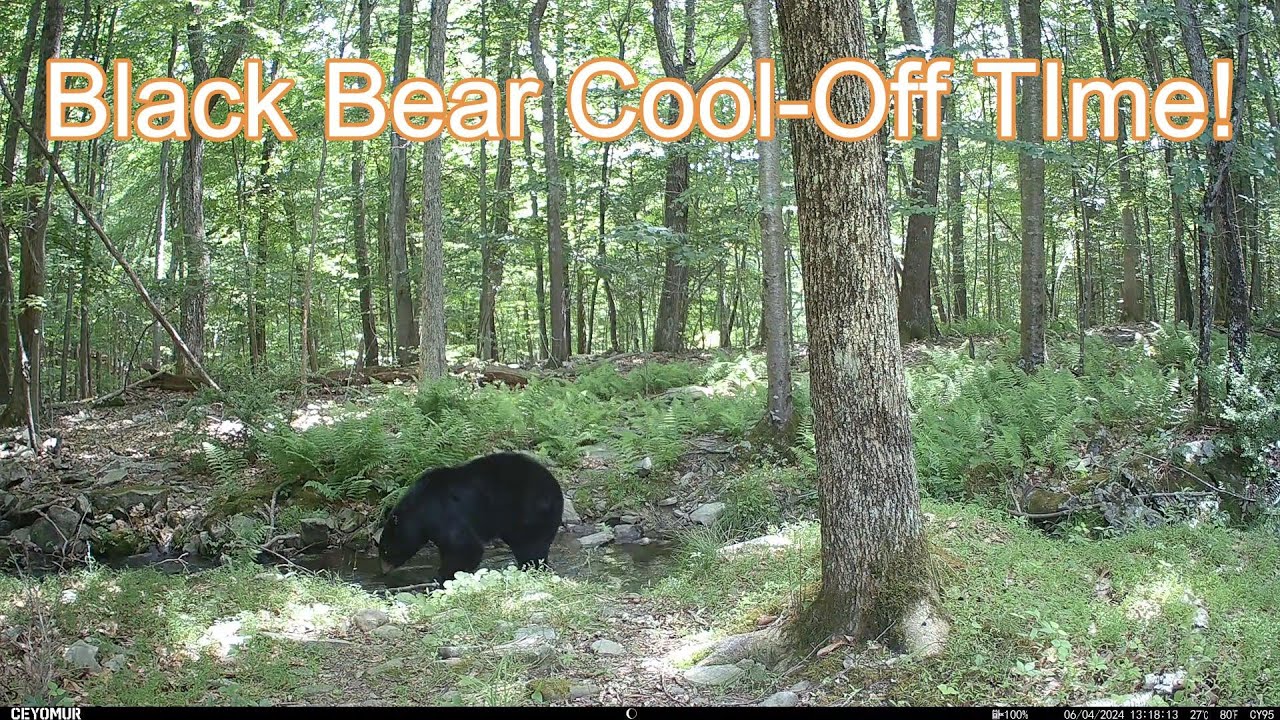 Black Bear Cool Off Time! - YouTube