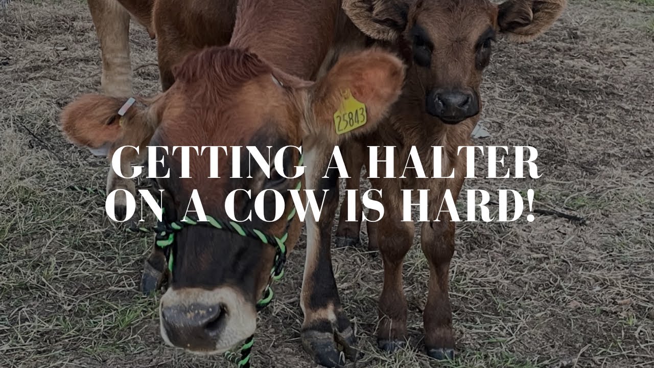 Halter training our new milk cow! (If we can even get the halter on ...