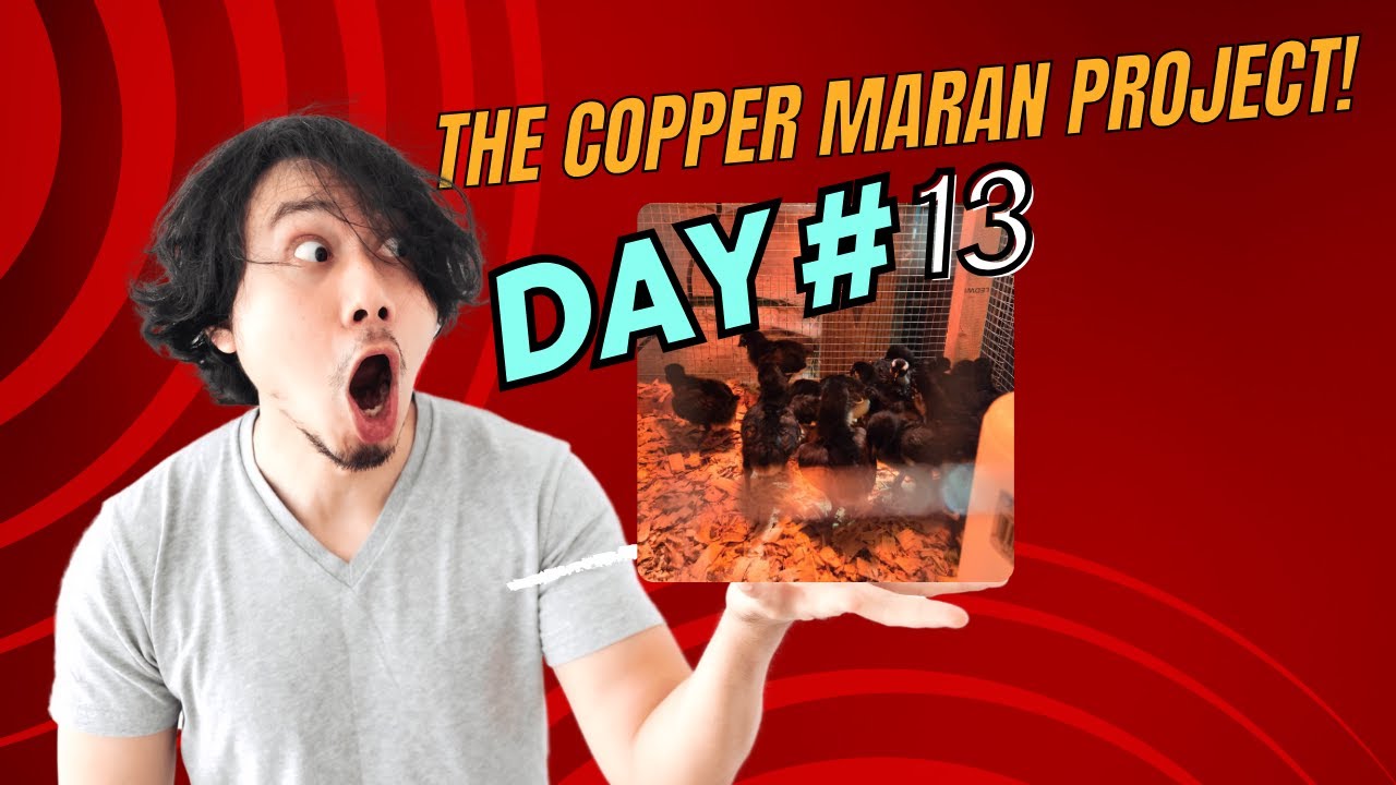 Day 13 Of My French Copper Maran Project! - YouTube