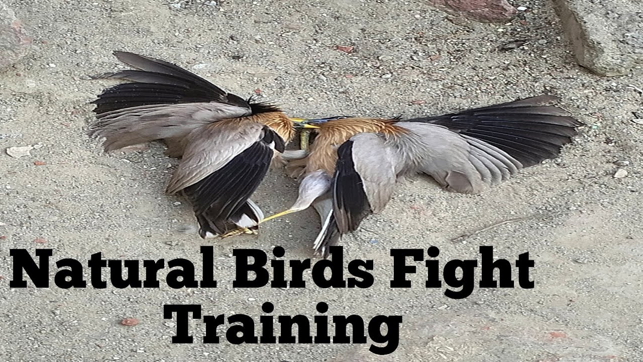 New Birds in UP region| Bird Fighting at our home | Myna Musical Bird ...
