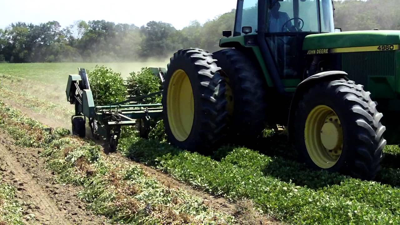 2011 Dryland Peanut Digging Single row - YouTube