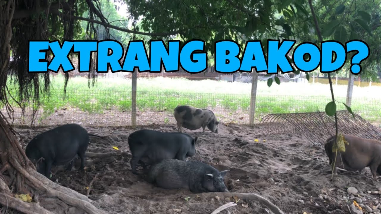 Para saan ang mga extrang bakod na nilagay natin? - YouTube