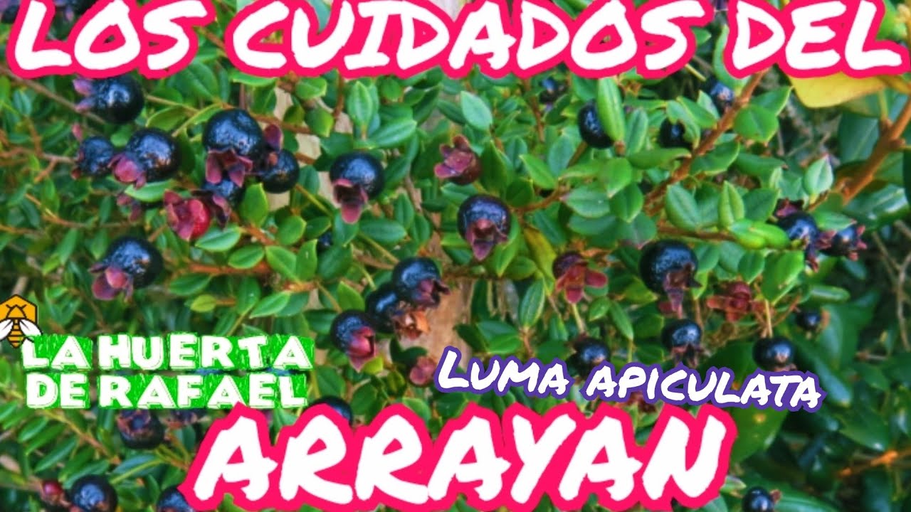 Los cuidados del Arrayán o mirto Chileno|•|[ Luma apiculata]|•|El ...