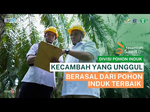 Pohon Induk, “Kunci Utama” untuk Menghasilkan Kecambah Unggul