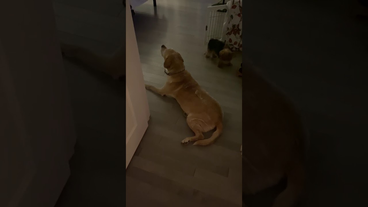 Yellow Lab Sadie barking for no reason - YouTube