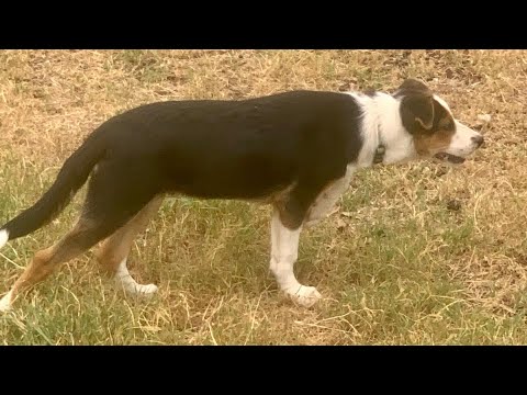 Walcrow Rangers of the Rocko - YouTube