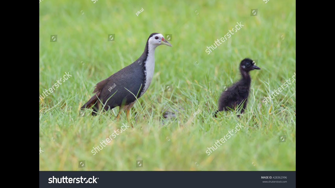 Water Hen / Jungle fowl hunt - YouTube